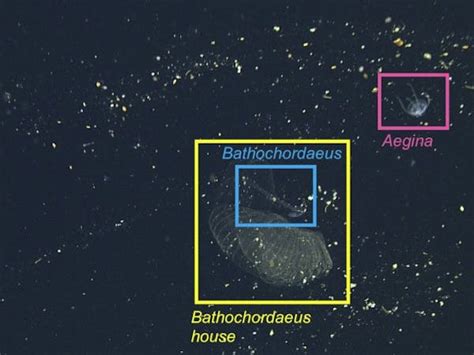Fathomnet Aims To Enable Artificial Intelligence In The Ocean With An