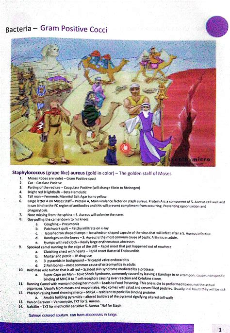 Sketchy Best Notes For Microbiology And Parasitology As Well🏥 Note