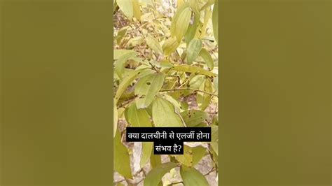 क्या दालचीनी से एलर्जी होना संभव है Allergy Skincare Dermatologist