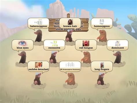 Genetics Genotype Whack A Mole