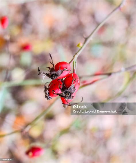 빨간 잘 익은 Briar 열매 매크로 사진 잘 익은 열매와 엉덩이 덤불 덤불에 개 장미의 열매 야생 장미의 과일 가시 도그로즈 레드 로즈 힙 11월에 대한 스톡 사진 및