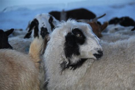 Дархан Уул аймаг малаа 43 мянган толгойгоор өсгөжээ