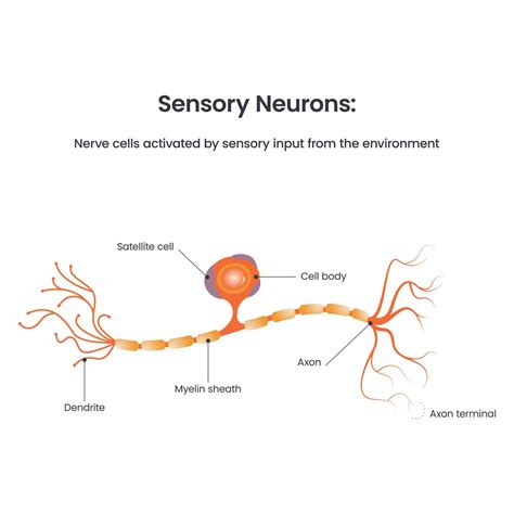 Neurons Nerve Cells Structure Function Types Artofit