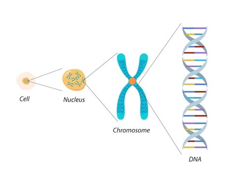 세포 염색체의 구조와 Dna 분자생물학 프리미엄 벡터