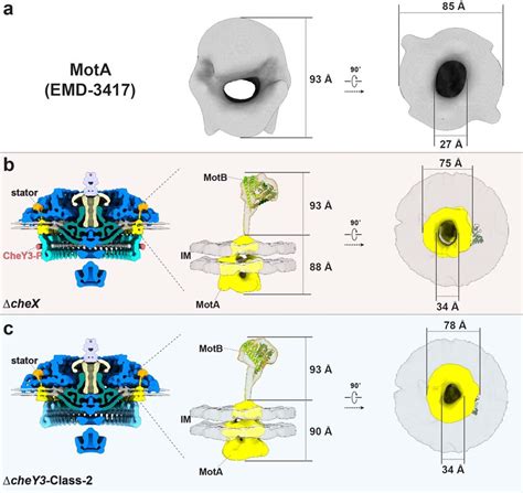 Comparison Between In Situ Stator Complex And The Purified Stator Download Scientific Diagram