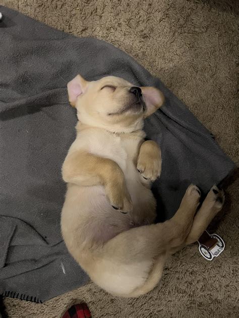 New Yellow Lab Pup Rlabrador