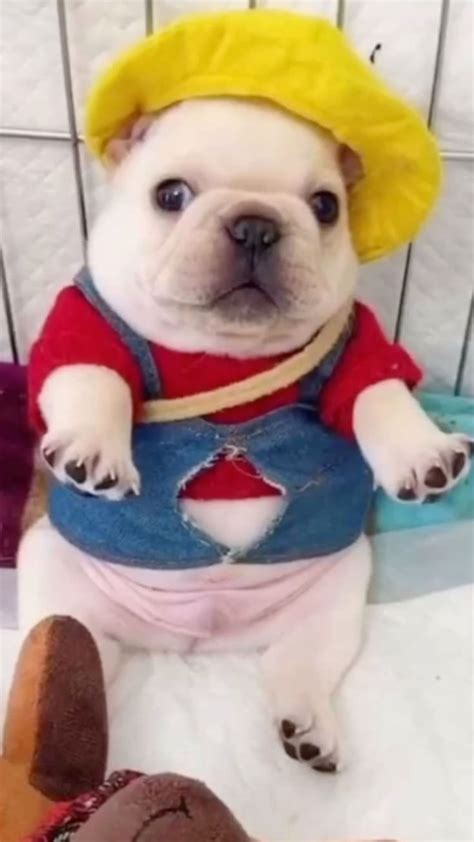 Pin By Cami ౨ৎ ⋆｡˚ On Pibble ⁠ ⁠ ⁠