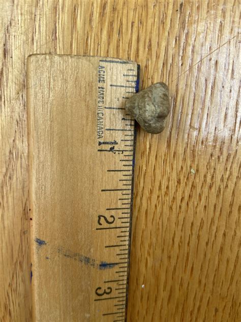 Devonian Fossil From Arkona Ontario Rfossilid Devonian Fossil From Arkona Ontario Rfossilid