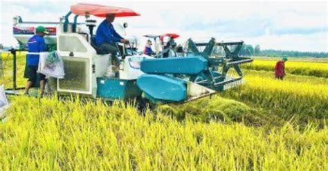 Giá Lúa Gạo Hôm Nay Ngày 612 Gạo Biến động Nhẹ Giá Lúa Tươi Tăng Cao