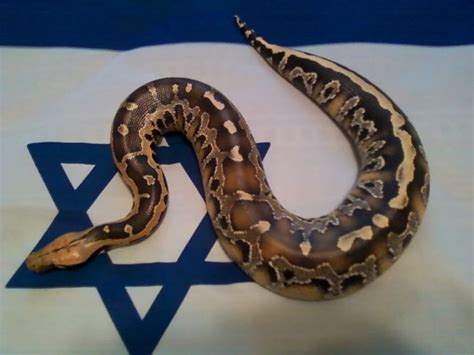 Borneo Python Alchetron The Free Social Encyclopedia