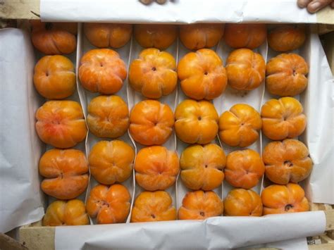 Купить ХУРМА Ромашка, Московская обл., Хурма — AgroRU.net