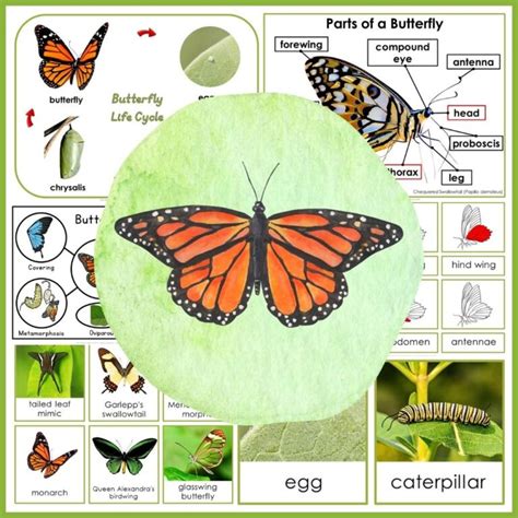 Flamingo Life Cycle And Parts Of A Flamingo Activities Montessori Nature