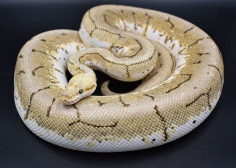 How Do You Tell If A Ball Python Is Male Or Female