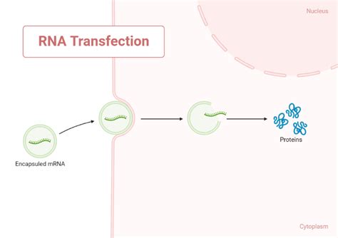 RNA Transfection BioRender Science Templates