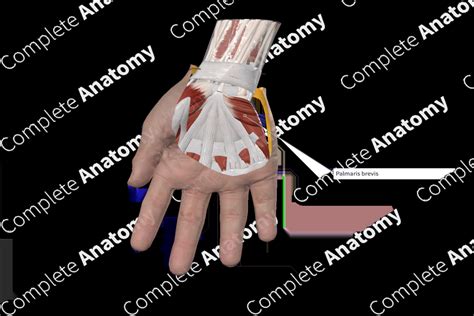 Palmaris Brevis Muscle Complete Anatomy