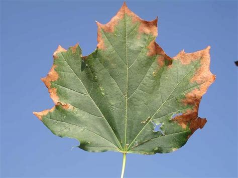 Common Maple Tree Diseases Bradley Trees