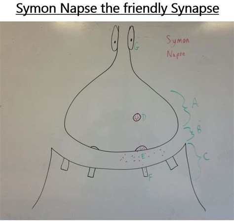 Synaptic Transmission Worksheet Teaching Resources