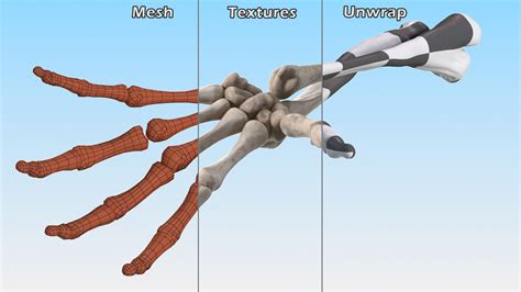 skeleton arm 3d model 29 3ds blend c4d fbx max ma lxo obj