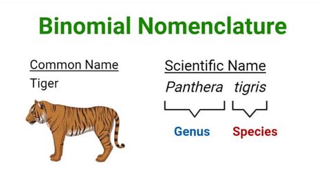 Binomial Nomenclature And Rules Of Naming Classnotesng