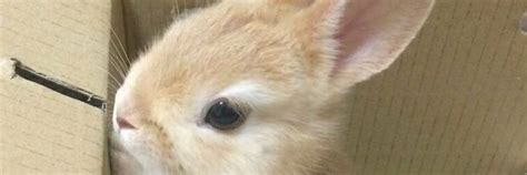 Twitter Layout Twitter Header Pink Twitter Twitter Layouts