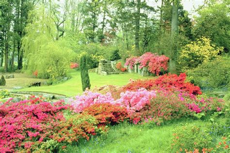 Deciduous Azalea Varieties