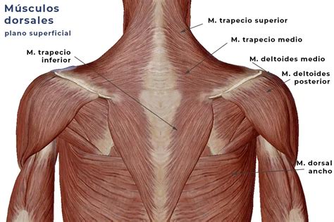Anatomía Del Músculo Escapular