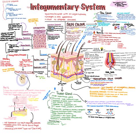 Vanessa Martino Mind Map On Integumentary System Blg10a B Integumentary