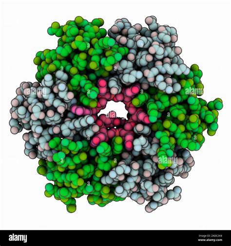 Host Factor For Q Hfq Complexed With Rna Ribonucleic Acid Computer