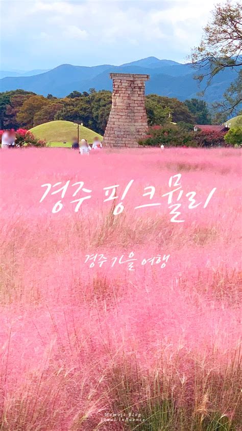 경주 가을 여행 명소 경주핑크뮬리 군락지 첨성대 개화상황 주차 정보 네이버 블로그