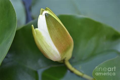 7319 Water Lilly Bud Photograph By Elvira Ladocki Fine Art America