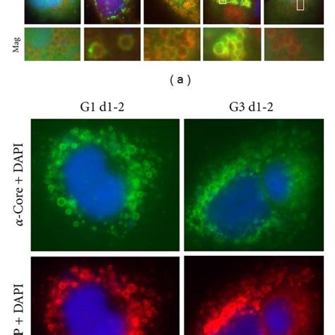 Overview Of Gfp Fusion Constructs A Gfp Fusion Constructs Were Download Scientific Diagram