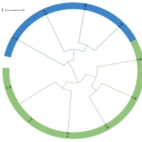 Upgma Based Clustering Generated From The Morphological Data Set