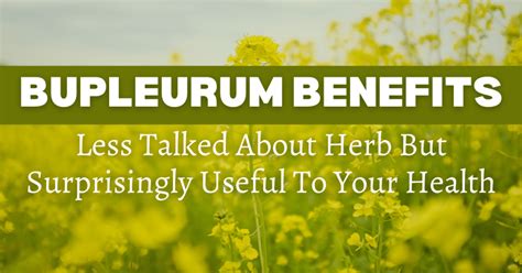 Bupleurum Benefits Less Talked About Herb But Surprisingly Useful To Your Health