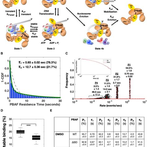 Spatial Analysis Of Pbaf Chromatin Binding Activities Near H33 And