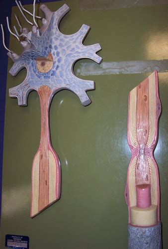 Neuron Model Flashcards Quizlet