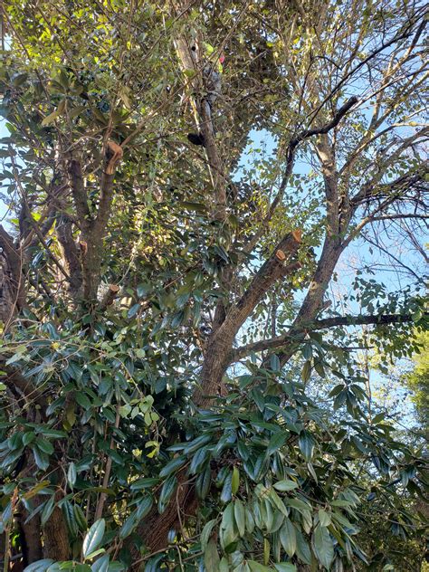 PSA Don T Hire Tree Trimming Fuck Wads That Aren T Qualified Arborists Whoever Trimmed This