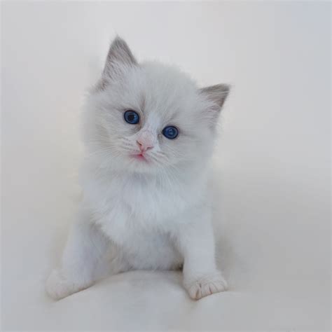 랙돌 자멜 퍼스트캣ㆍ24시 고양이분양ㆍ전국 안심홈서비스