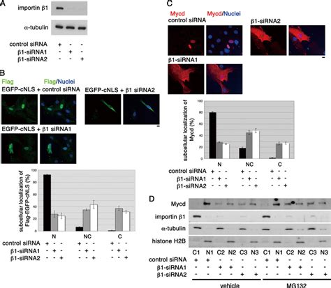 Effect Of Knockdown Of Importin 1 On The Subcellular Localization Of Download Scientific