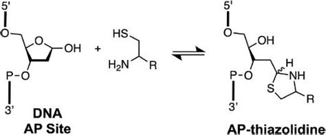 无碱基位点与 1 2 氨基硫醇（包括半胱胺、半胱氨酸甲酯和含有 N 末端半胱氨酸残基的肽）反应生成的 Dna 加合物的形成和性质 Chemical Research In Toxicology