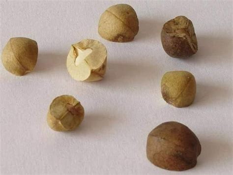 დედამიწის დრო Geographფერიაფერია 17 03 17 მექსიკაში