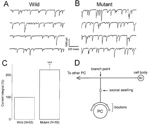 Kv1 1 Null Mutation Increases The Current Integral Of The Spontaneous Download Scientific