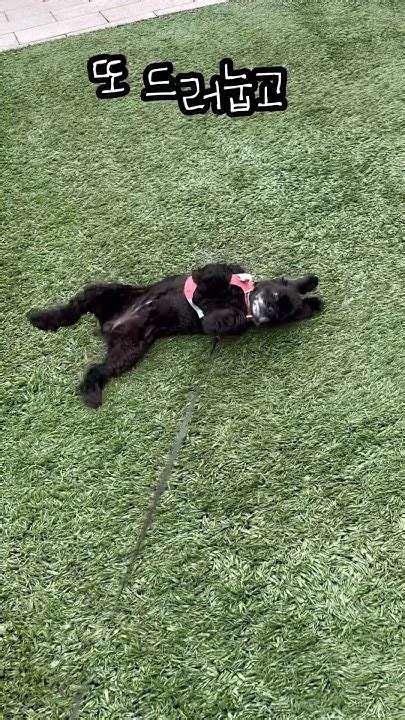 산책만 하면 드러눕는 개 Youtube