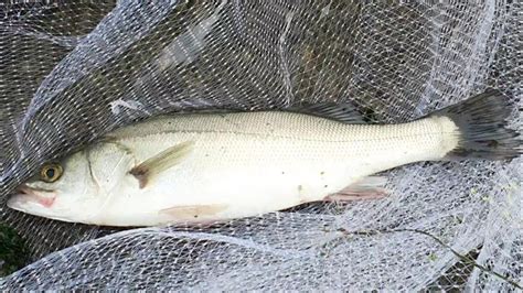 드디어 한수 했군 Cast Net 투망 Youtube