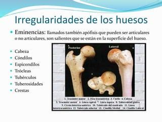 Posiciones Anatomicas Y Osteologia Pptx