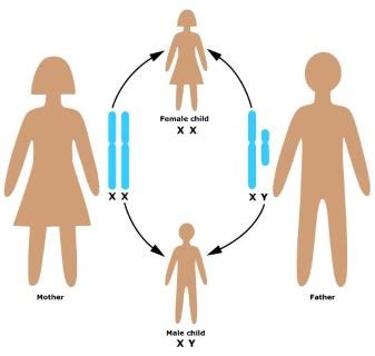 Reproduction Human Reproductive System