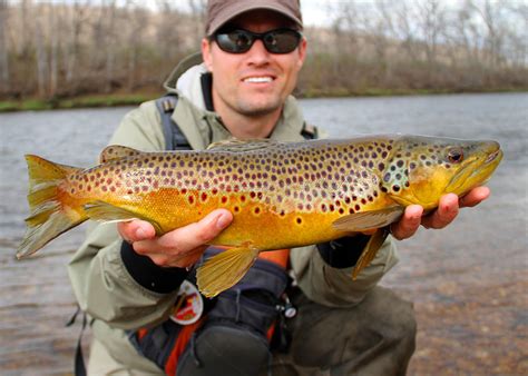 Brown Trout Screen Wallpaper