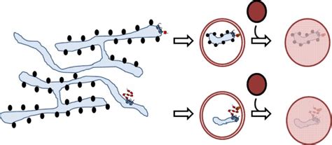 Er Phagy And Human Diseases Pmc