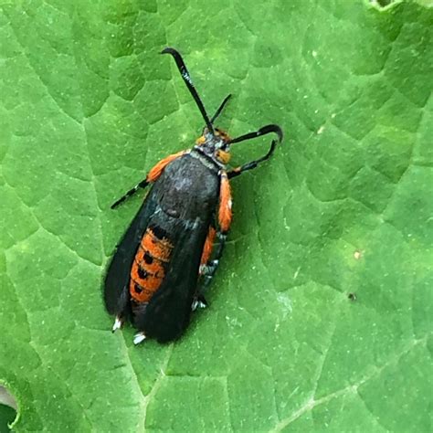 Bugs I View Squash Vine Borer Moth Melittia Cucurbitae