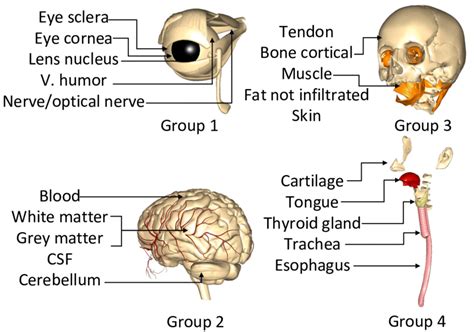 1 Grouping Of Head Tissues To Derive Parameters Of The Debye Model Download Scientific