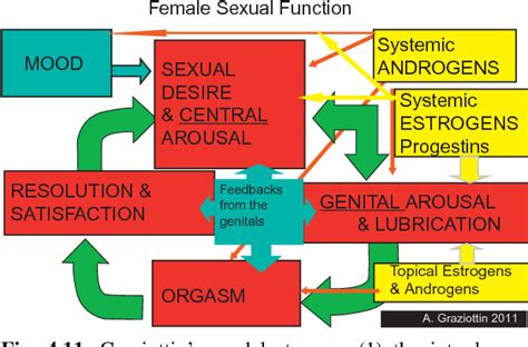 Representation Of The Female Genital System According To